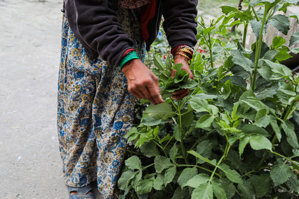 Gender-Based Violence - Ipas Nepal